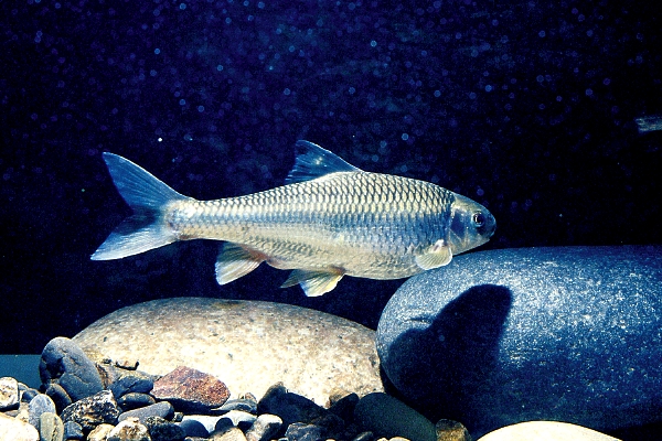溪流魚類第四頁