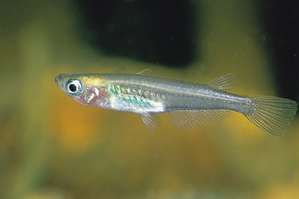 溪流魚類第六頁