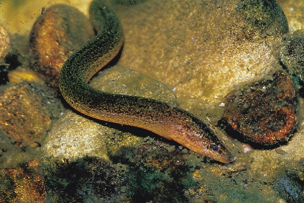 溪流魚類第六頁